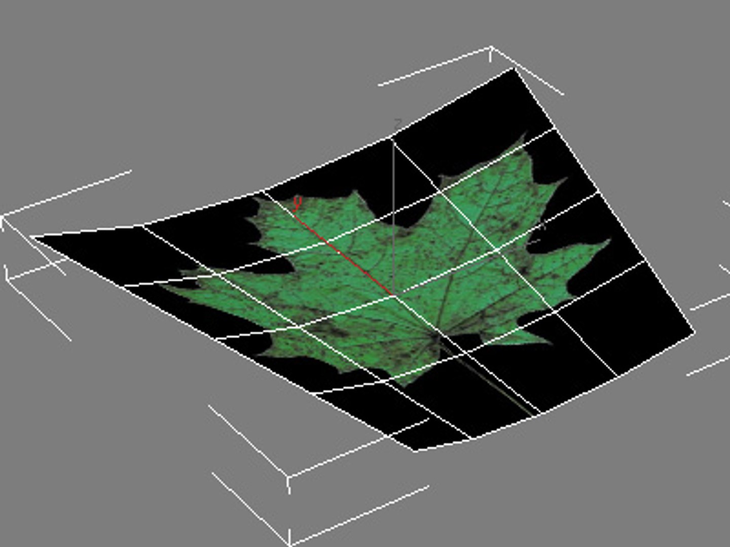 3d Model Maple Leaf
