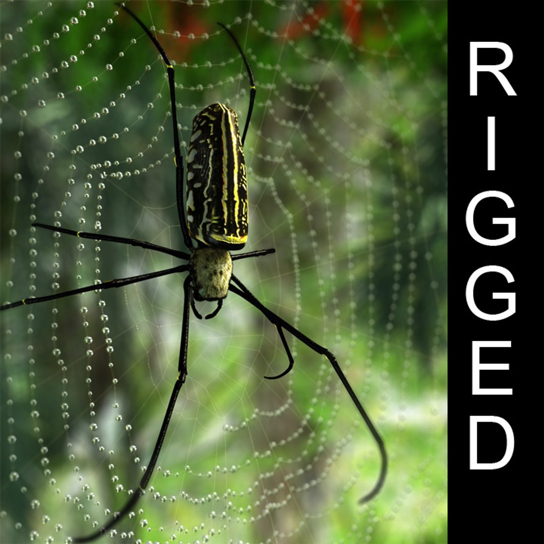 Golden Silk Spider 3d Model