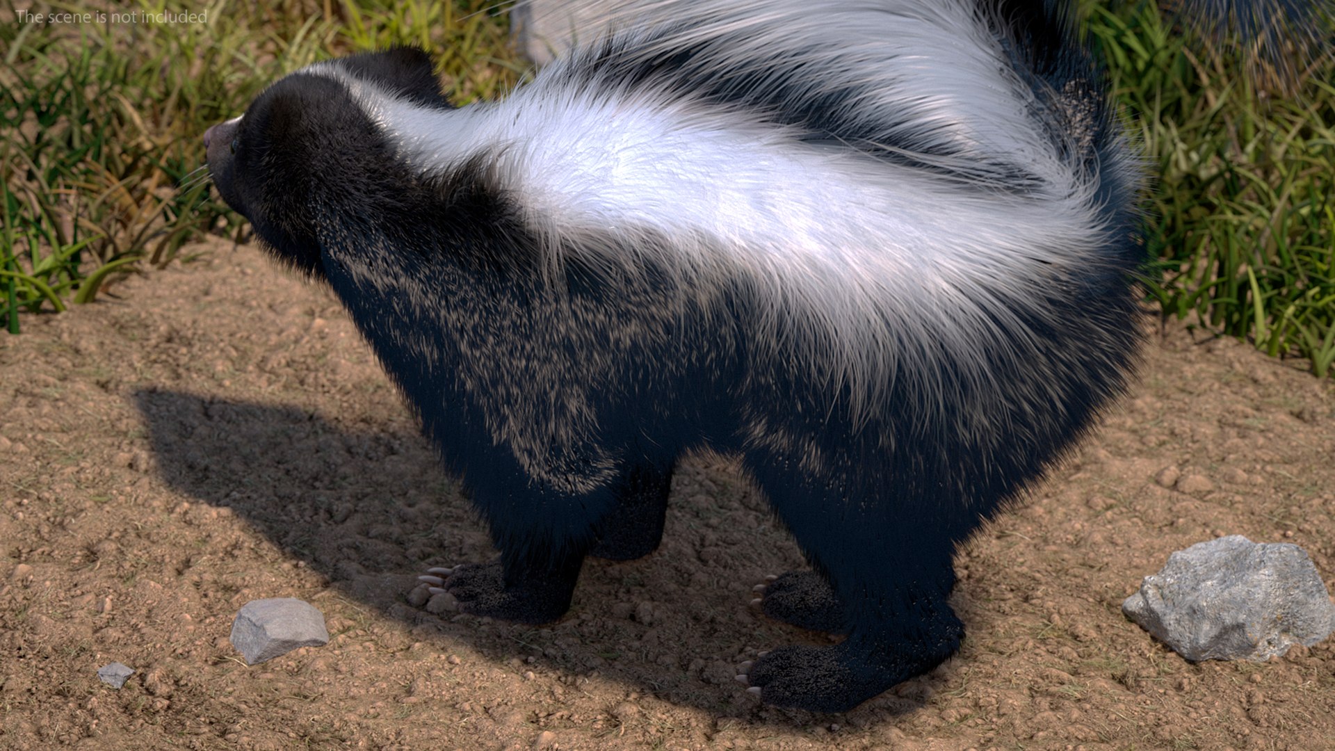 Skunk Wary Fur Model - TurboSquid 2107189