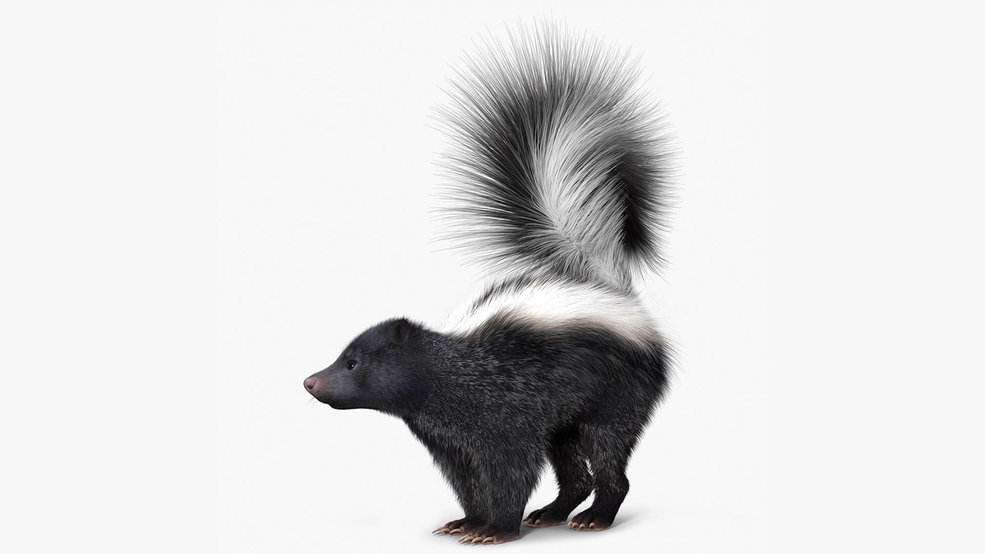 Skunk Wary Fur Model - TurboSquid 2107189