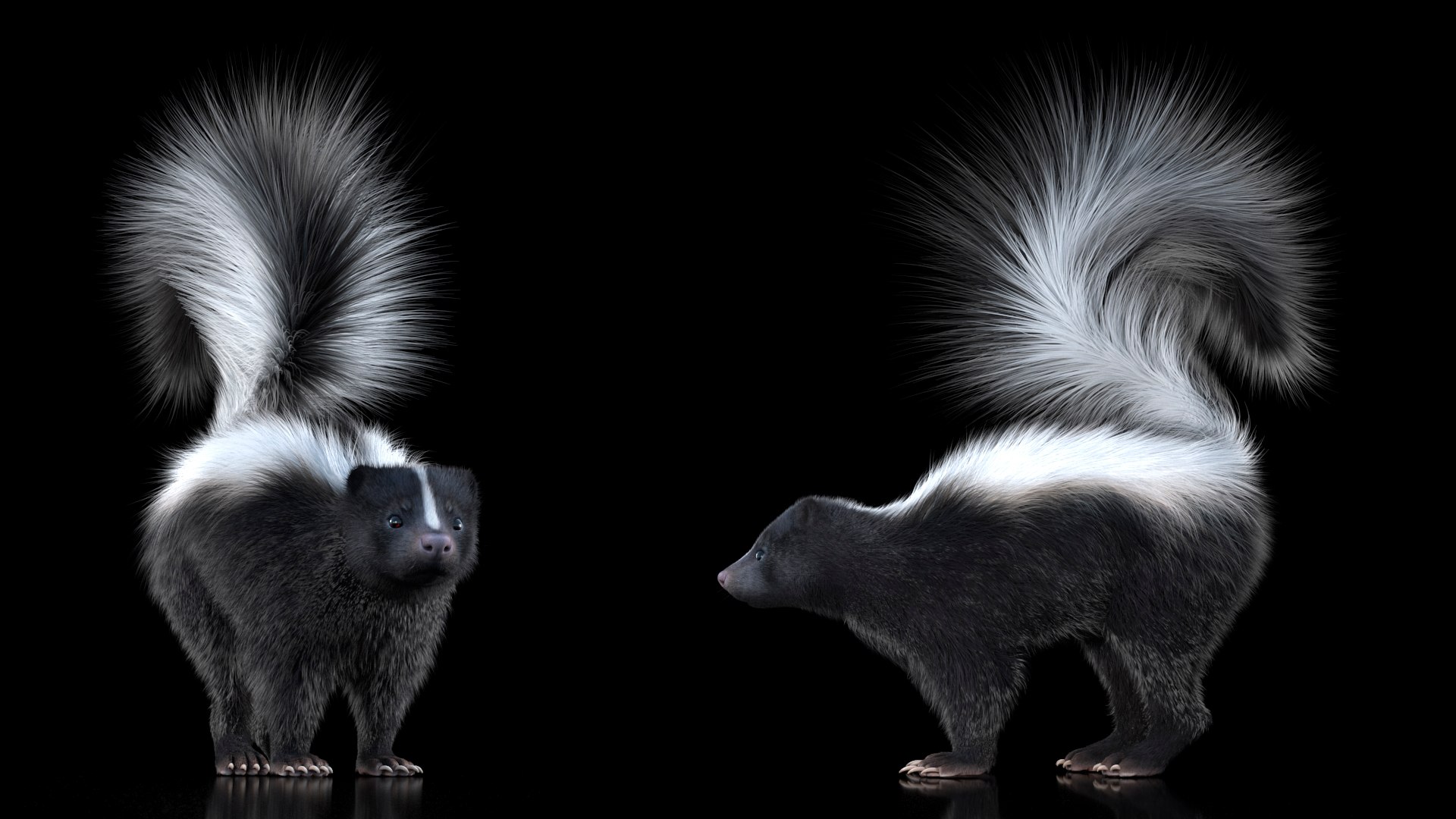 Skunk Wary Fur Model - TurboSquid 2107189