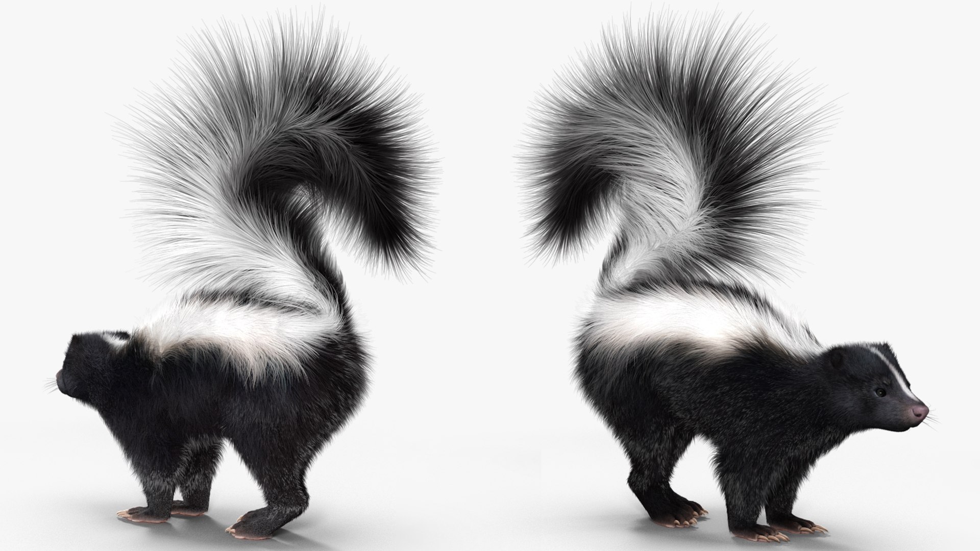 Skunk Wary Fur Model - TurboSquid 2107189