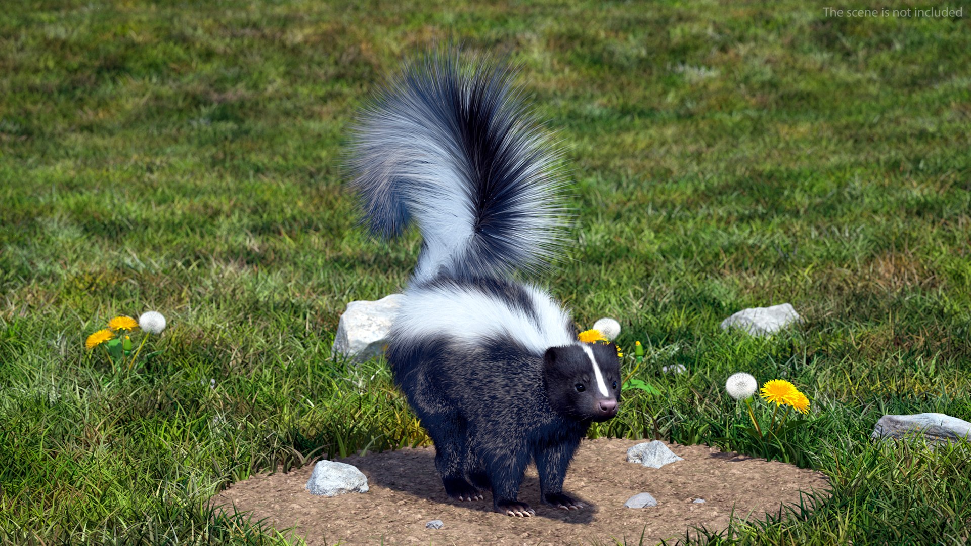 Skunk Wary Fur Model - TurboSquid 2107189