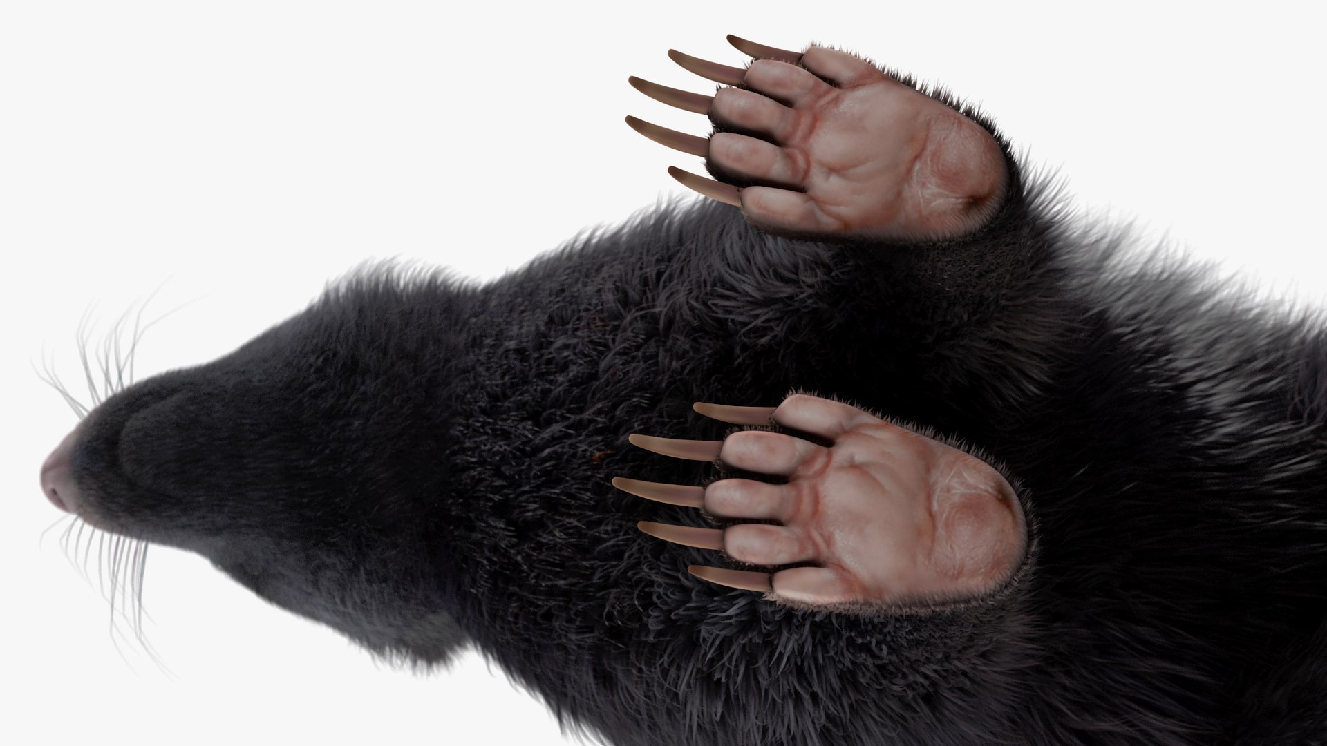 Skunk Wary Fur Model - TurboSquid 2107189