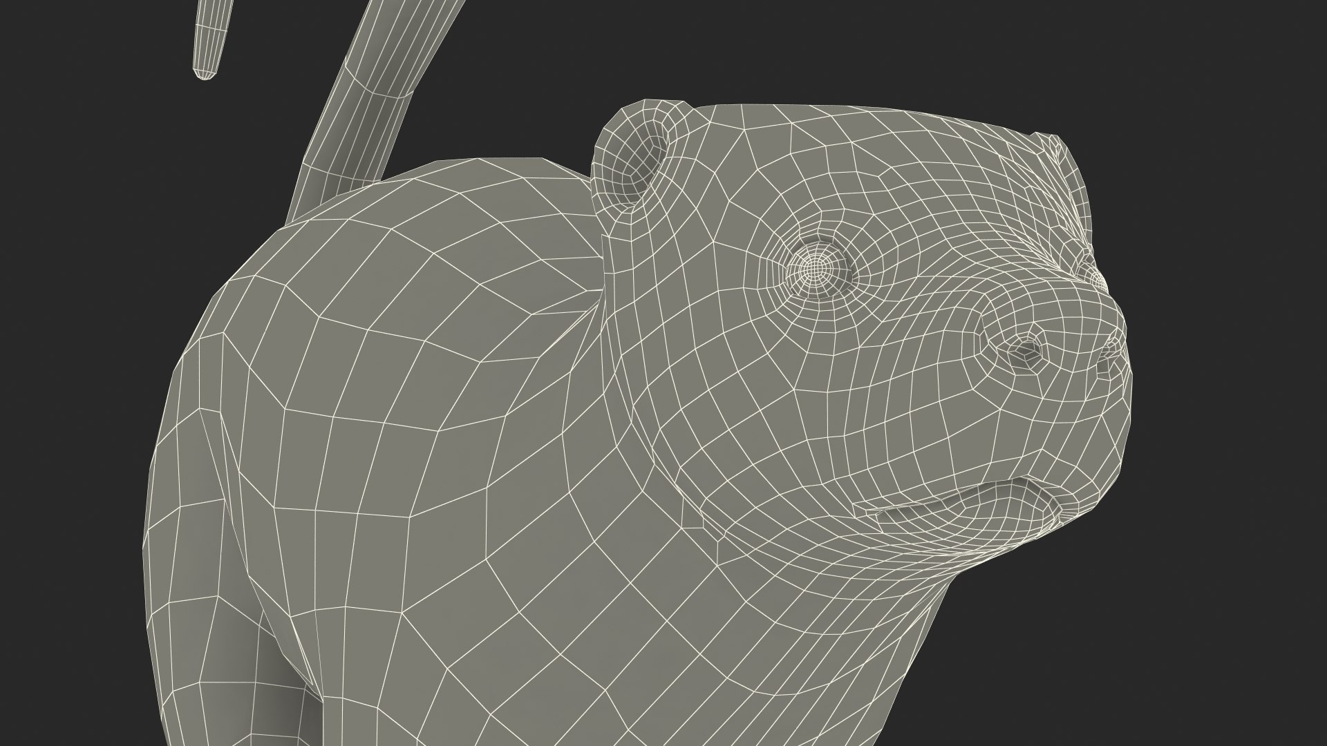 Skunk Wary Fur Model - TurboSquid 2107189