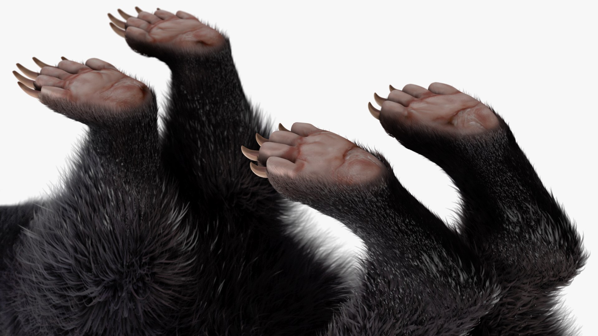 Skunk Wary Fur Model - TurboSquid 2107189