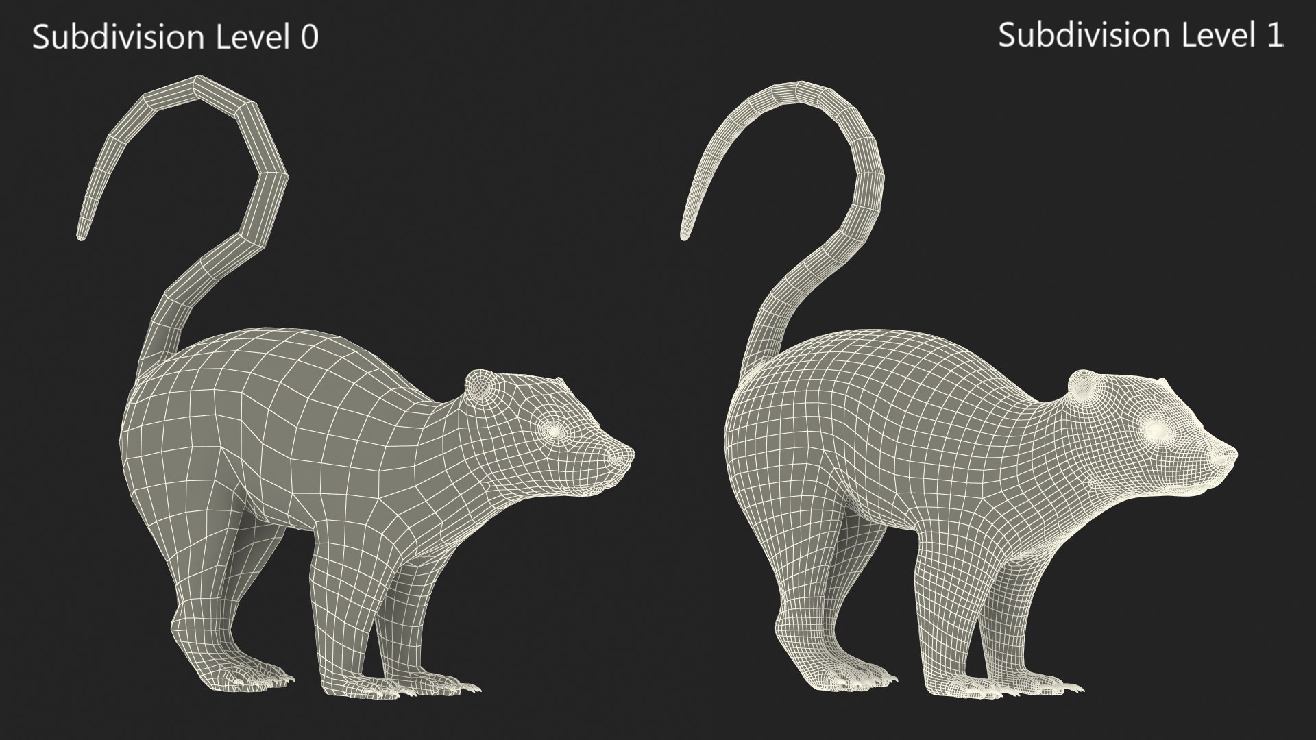 Skunk Wary Fur Model - TurboSquid 2107189