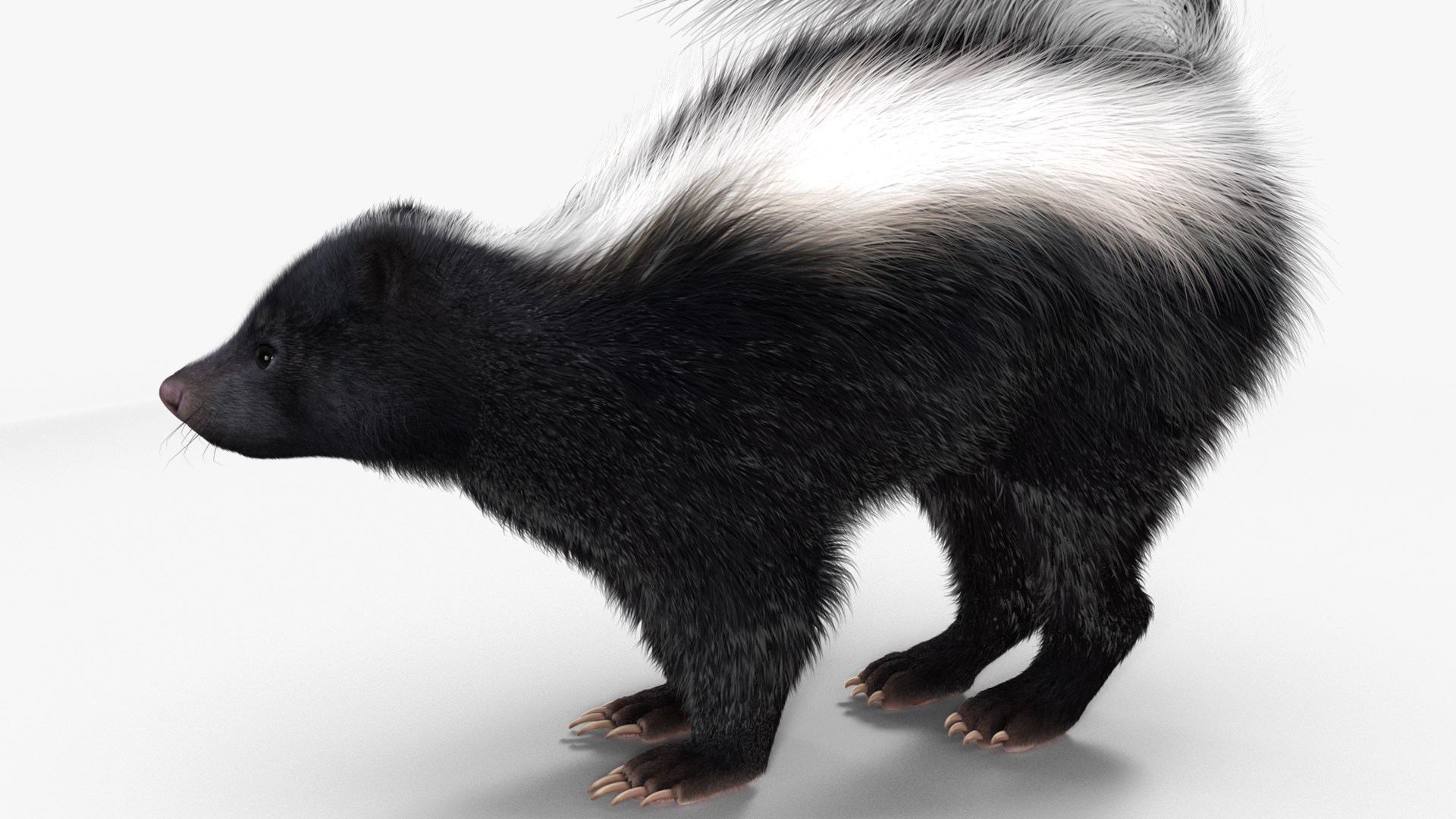 Skunk Wary Fur Model - TurboSquid 2107189