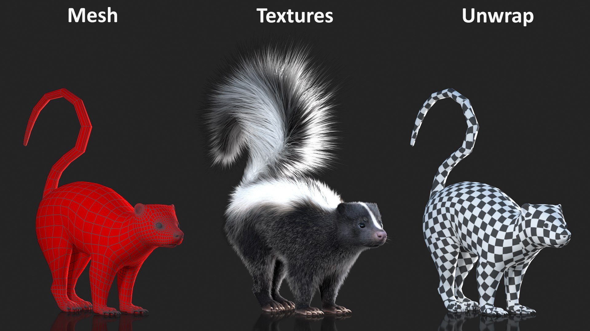 Skunk Wary Fur Model - TurboSquid 2107189