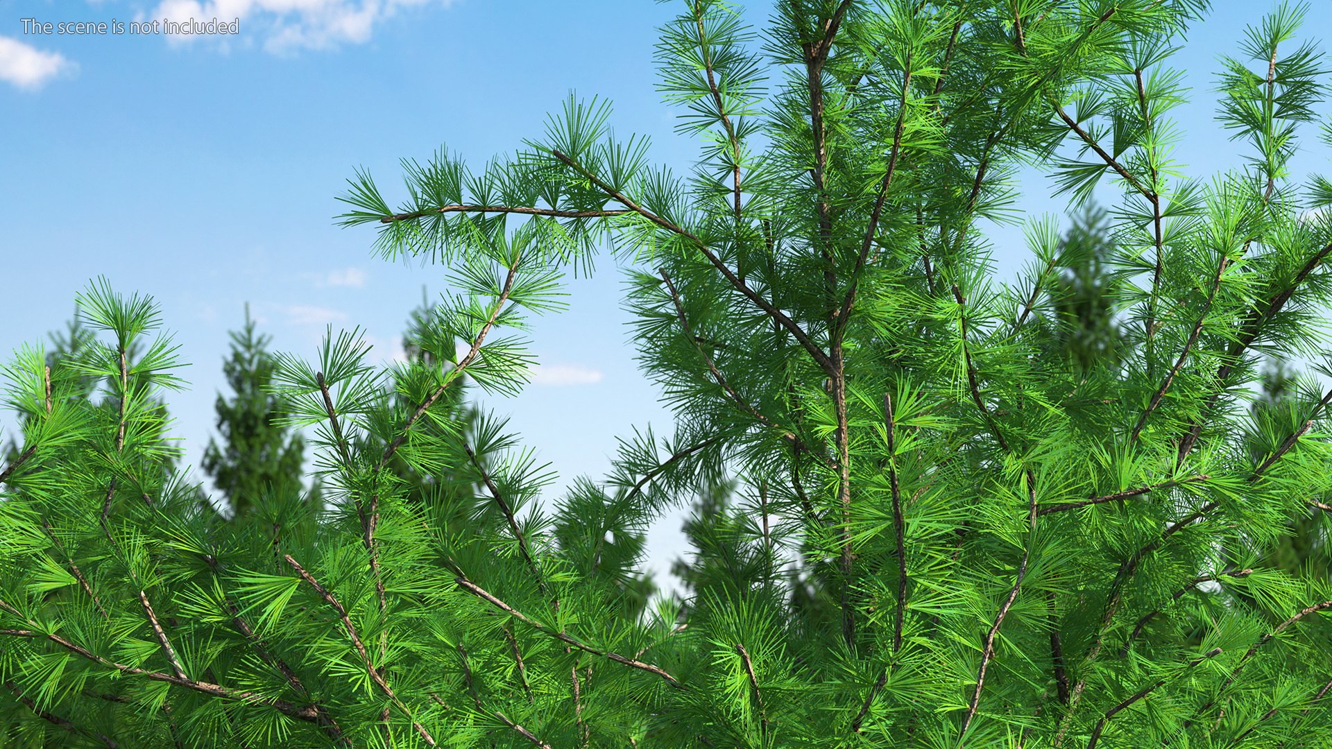 Japanese Larch Tree Green Model - TurboSquid 1860957