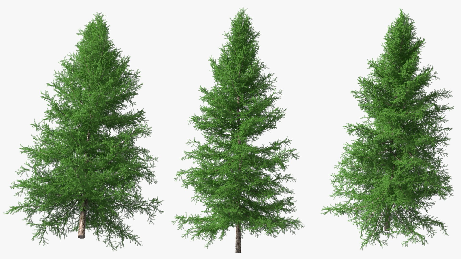 Japanese Larch Tree Green Model - TurboSquid 1860957