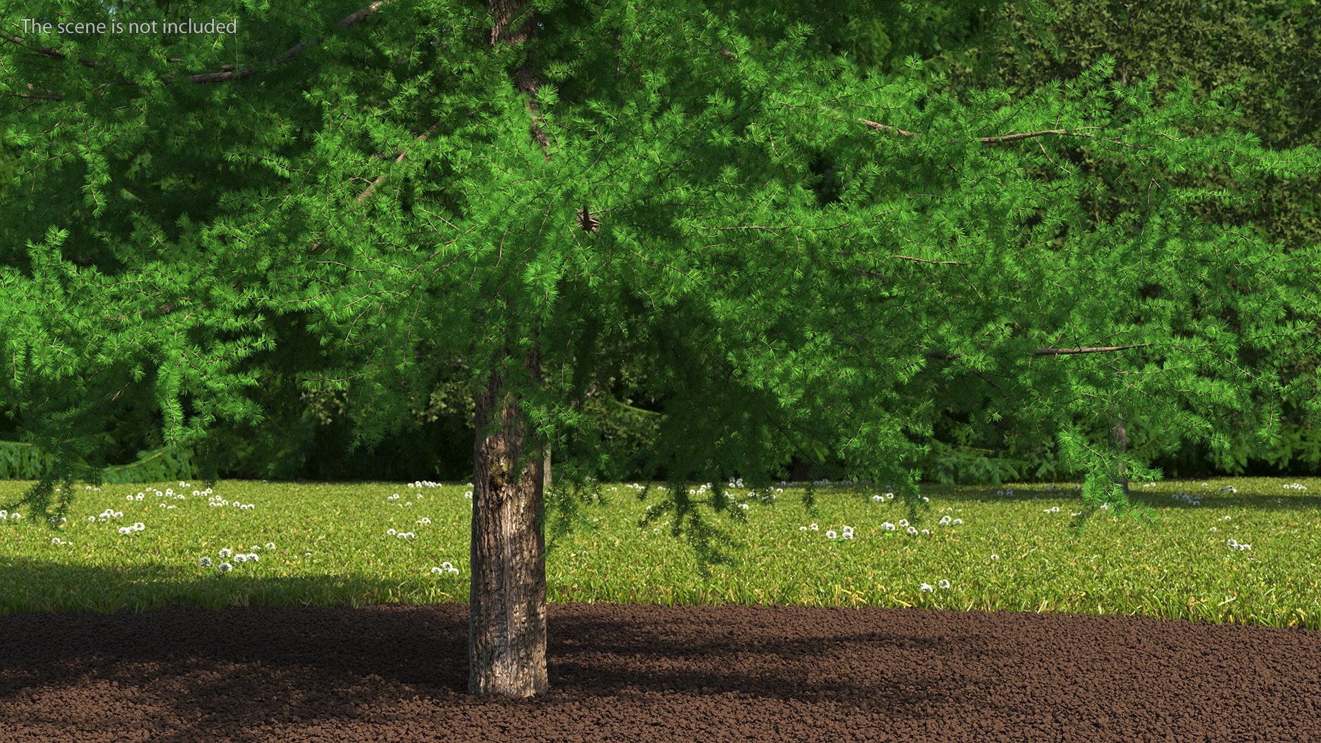 Japanese Larch Tree Green Model - TurboSquid 1860957