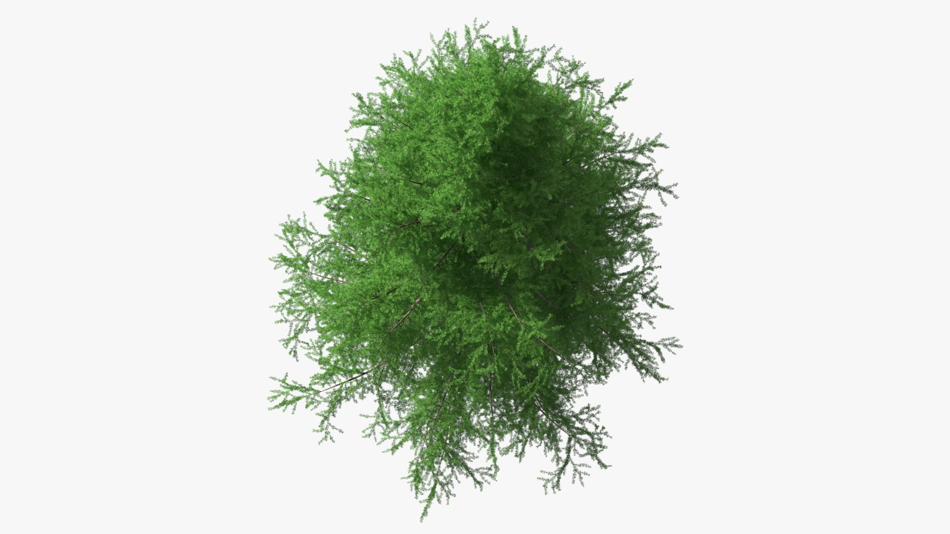 Japanese Larch Tree Green Model - TurboSquid 1860957