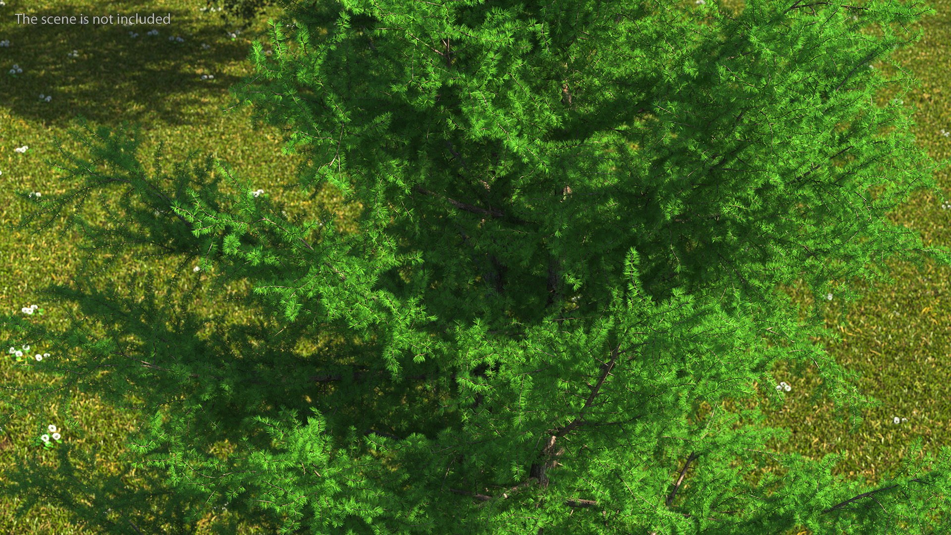 Japanese Larch Tree Green Model - TurboSquid 1860957