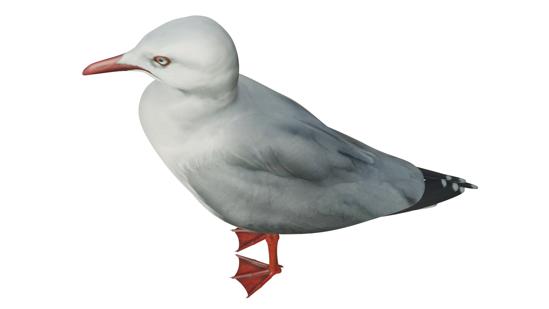Seagull 3D Model - TurboSquid 1881303