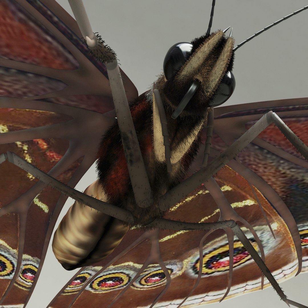 3d insects v2 model