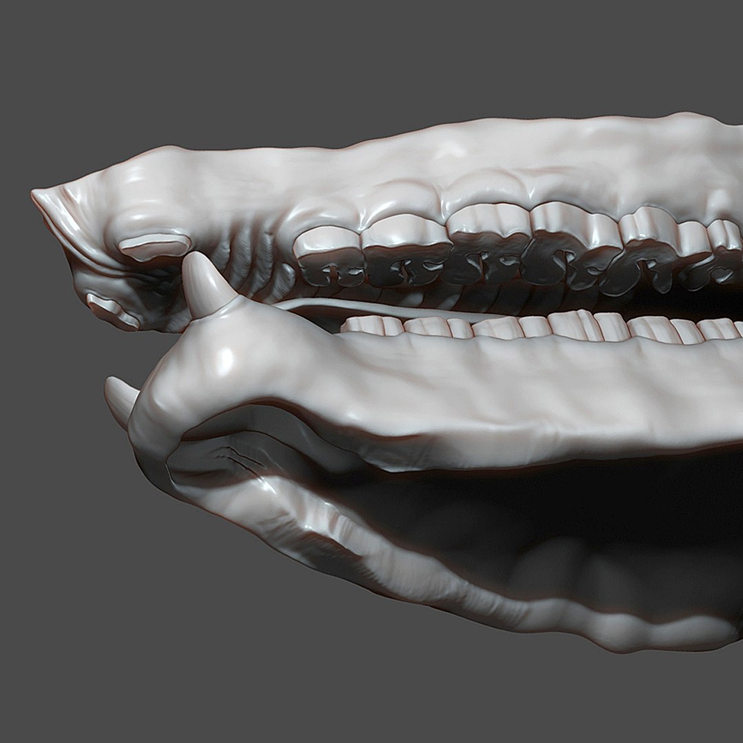 3D Model Rhino Mouth ZBrush Sculpt - TurboSquid 1771413