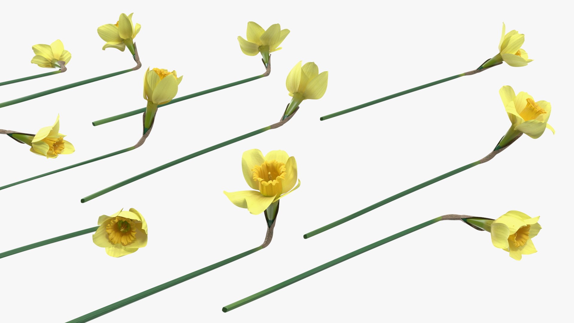 3D Daffodils Bouquet - TurboSquid 2092081