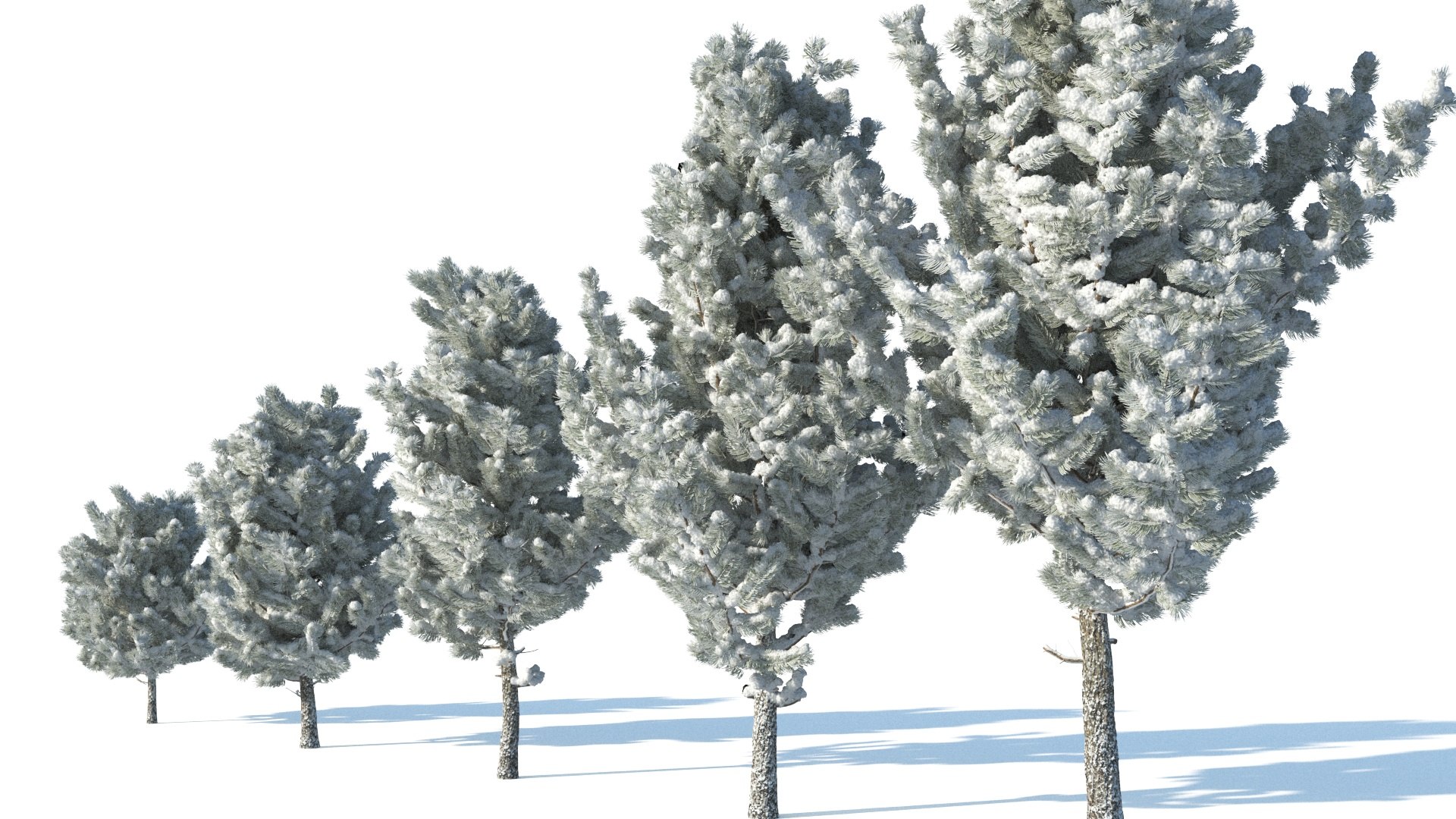 3D Model Pines Snow Tree - TurboSquid 1476610