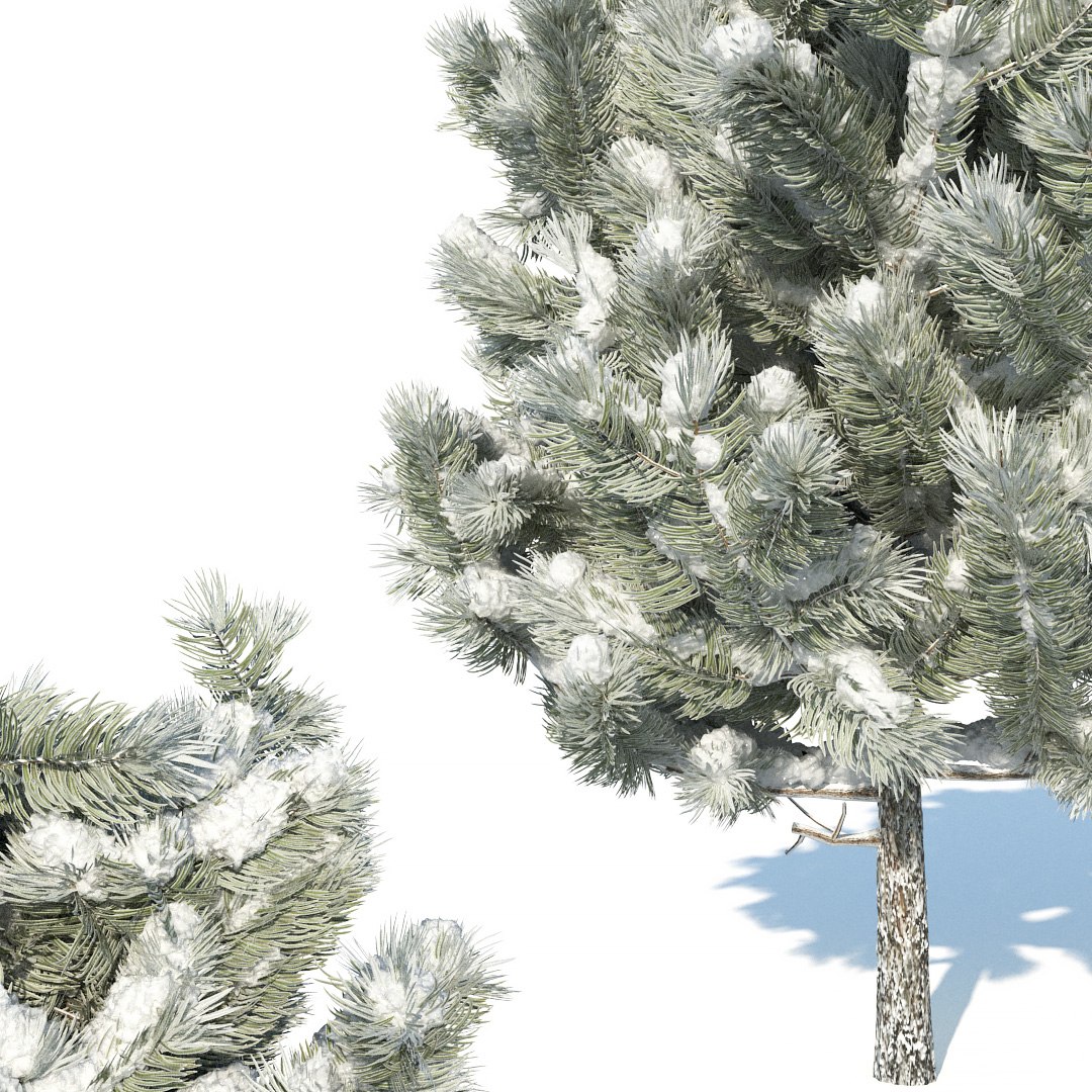 3D Model Pines Snow Tree - TurboSquid 1476610