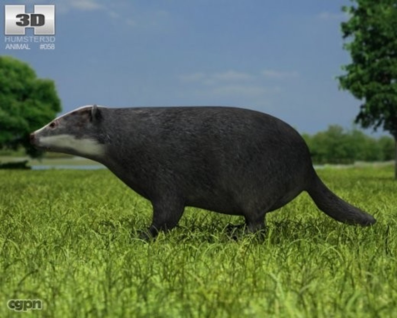 3d badger common meles