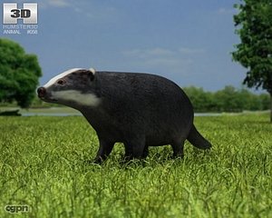 Badger 3D Models for Download | TurboSquid