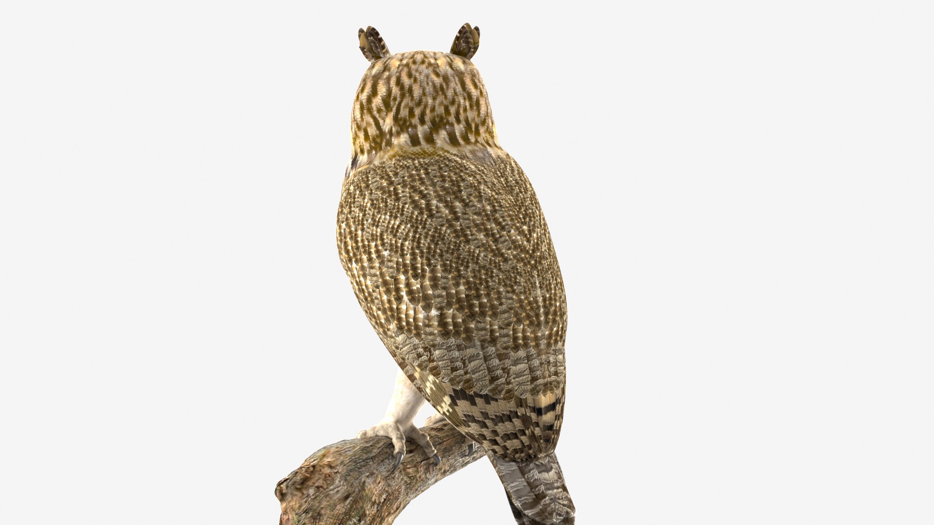 Great Owl Bird 3D Model - TurboSquid 1502361