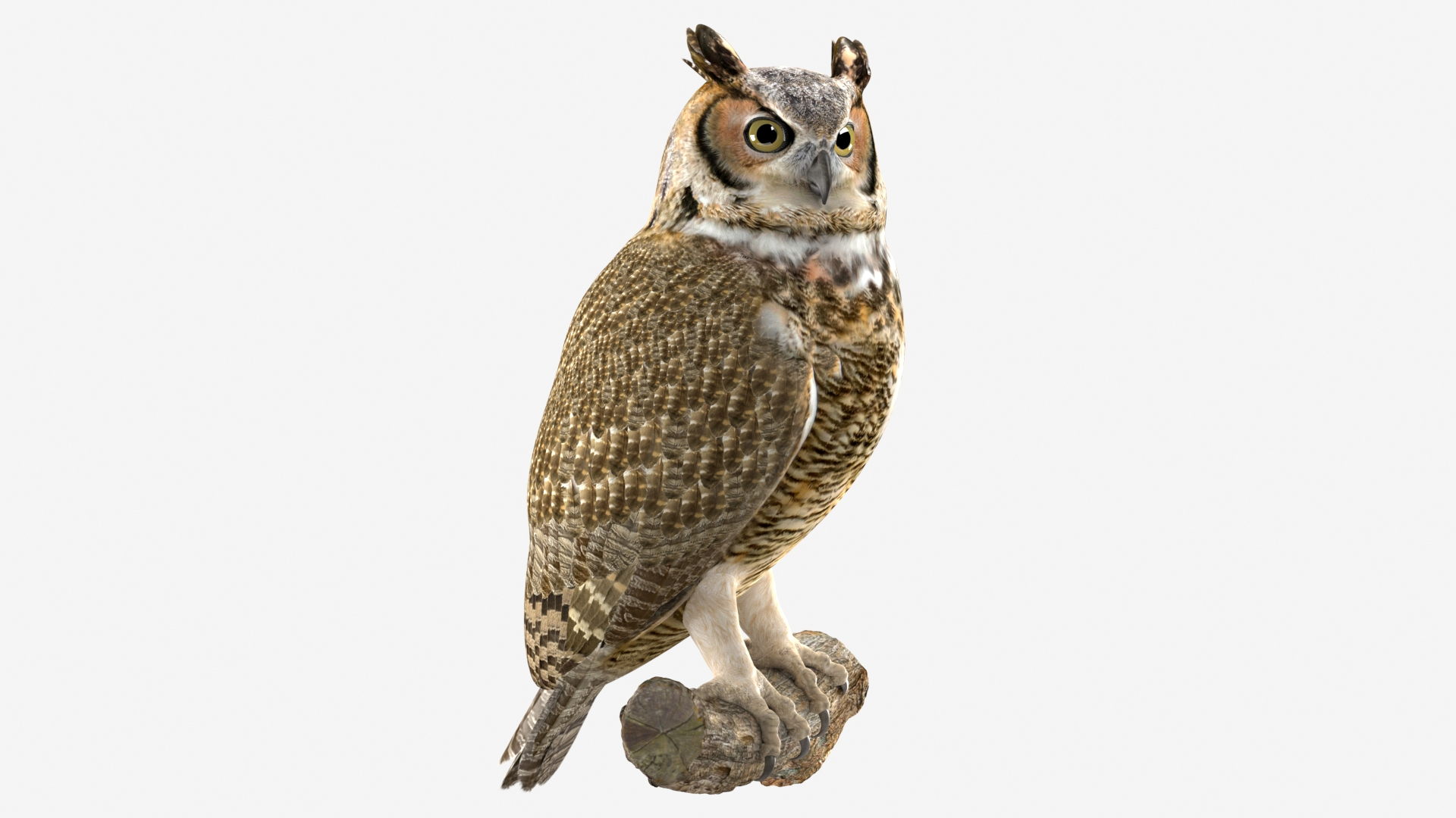 Great Owl Bird 3D Model - TurboSquid 1502361