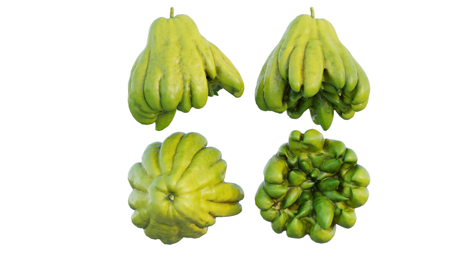 Fingered Citron 3D Model - TurboSquid 2022162