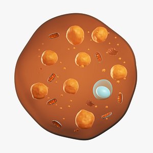 3D Fat Cell Models - Browse & Download Formats - TurboSquid