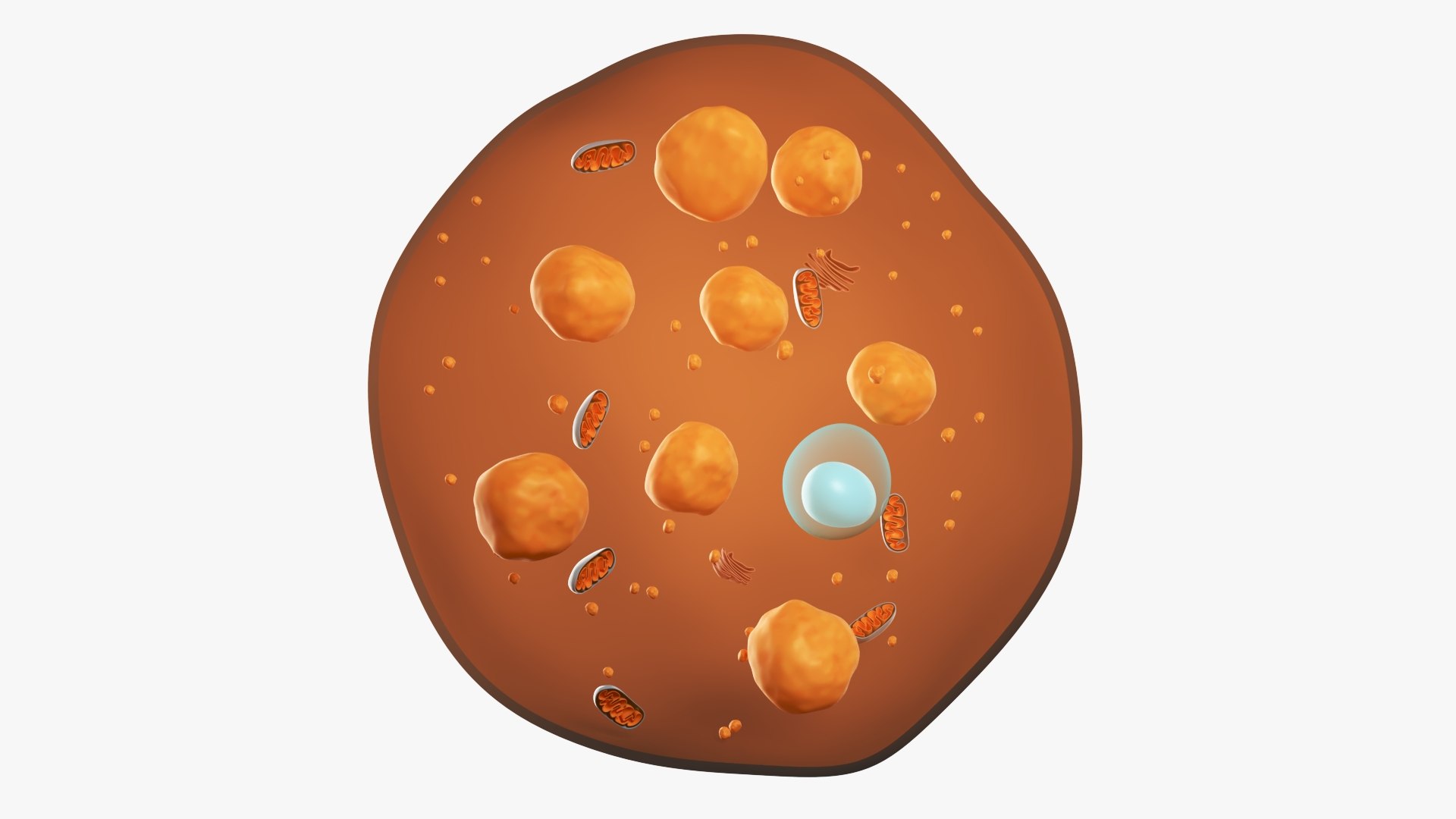 3D Brown Fat Cell - TurboSquid 2251364