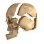 3d Model Dugm01 Human Skull Separated