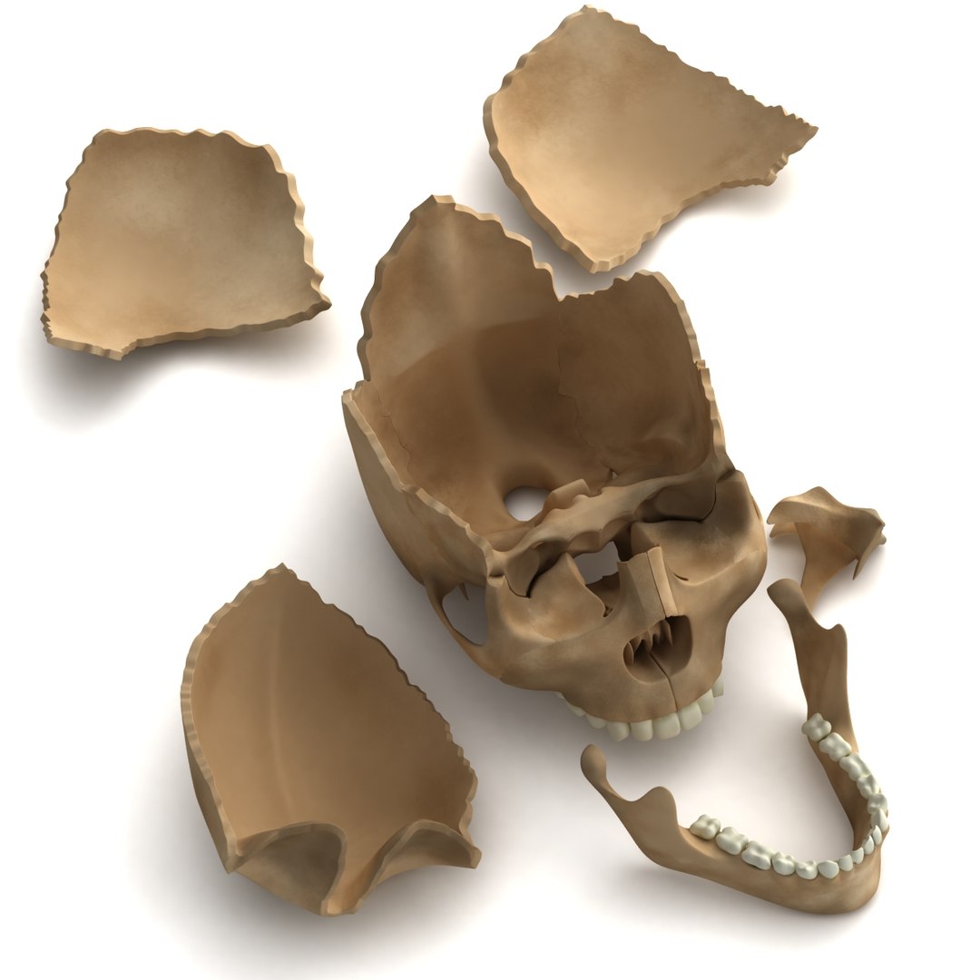 3d Model Dugm01 Human Skull Separated