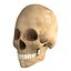 3d Model Dugm01 Human Skull Separated