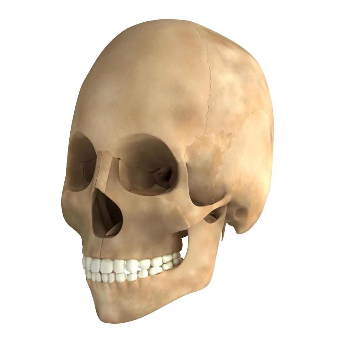 3d Model Dugm01 Human Skull Separated