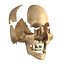 3d Model Dugm01 Human Skull Separated
