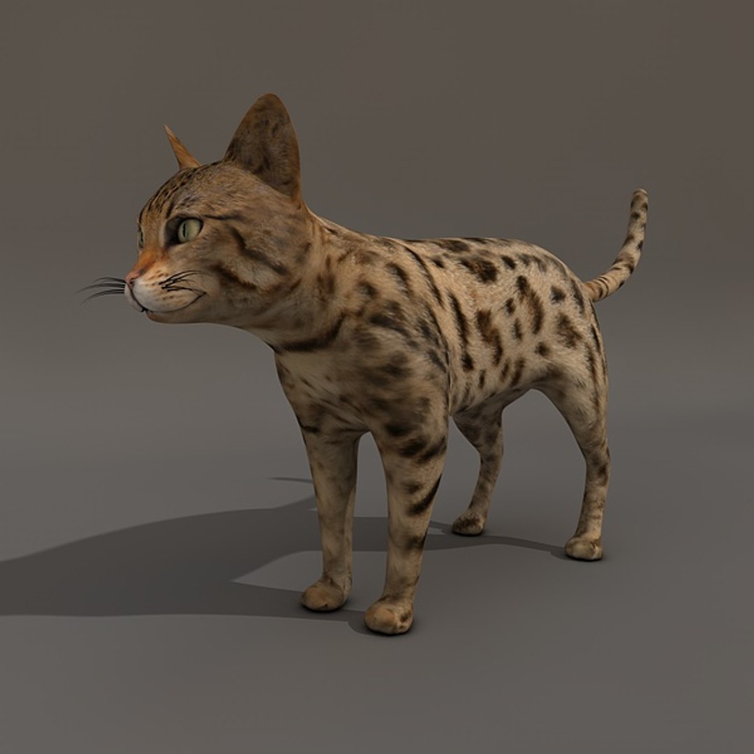 3d Dapple Cat Model
