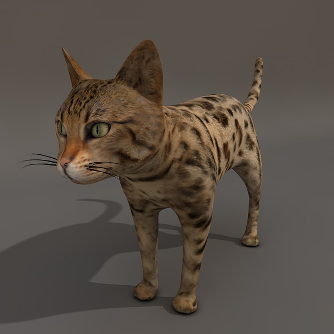 3d Dapple Cat Model
