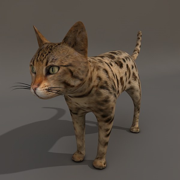 3d dapple cat model