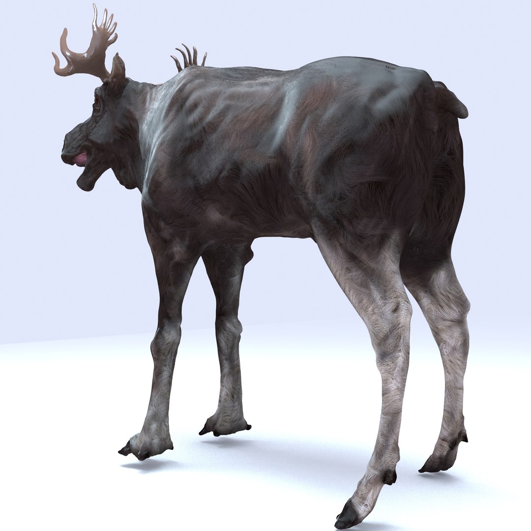 3D Forest Moose Model - TurboSquid 1707861