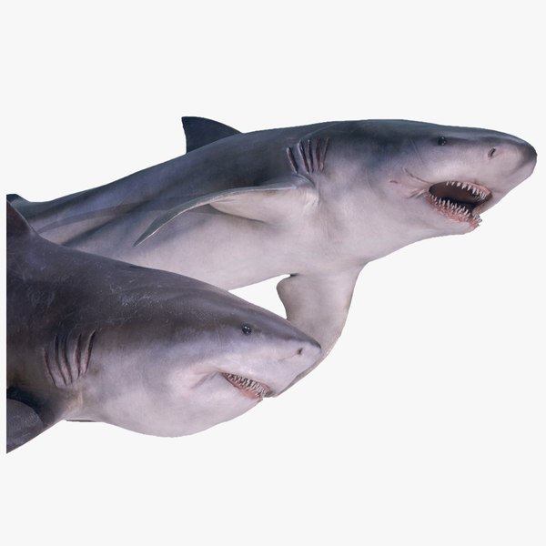 3d model of bull shark rigged