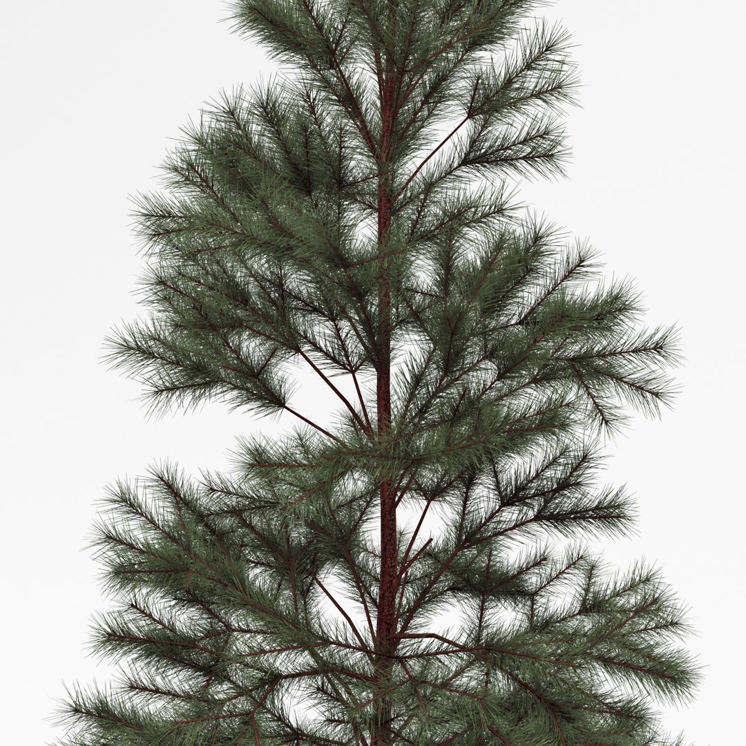 Conifer 013 3d Model