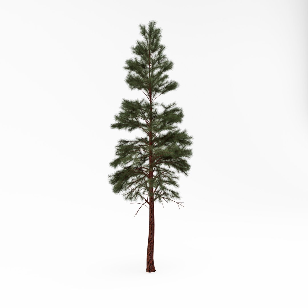 Conifer 013 3d Model