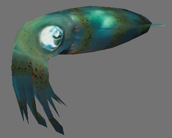 Blender Squid Models | TurboSquid