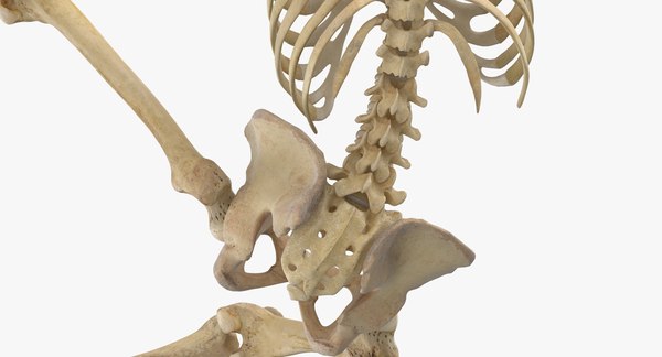3D real human female skeleton - TurboSquid 1667224