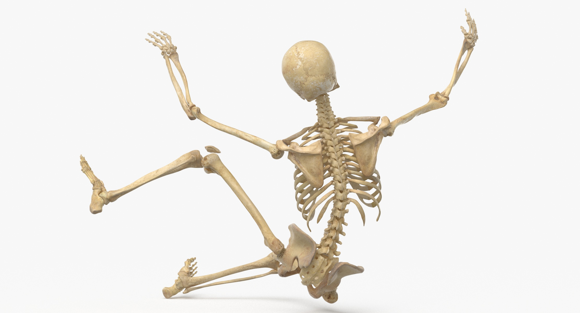 Postura de esqueleto feminino humano real 11 (1) Modelo 3D - TurboSquid ...