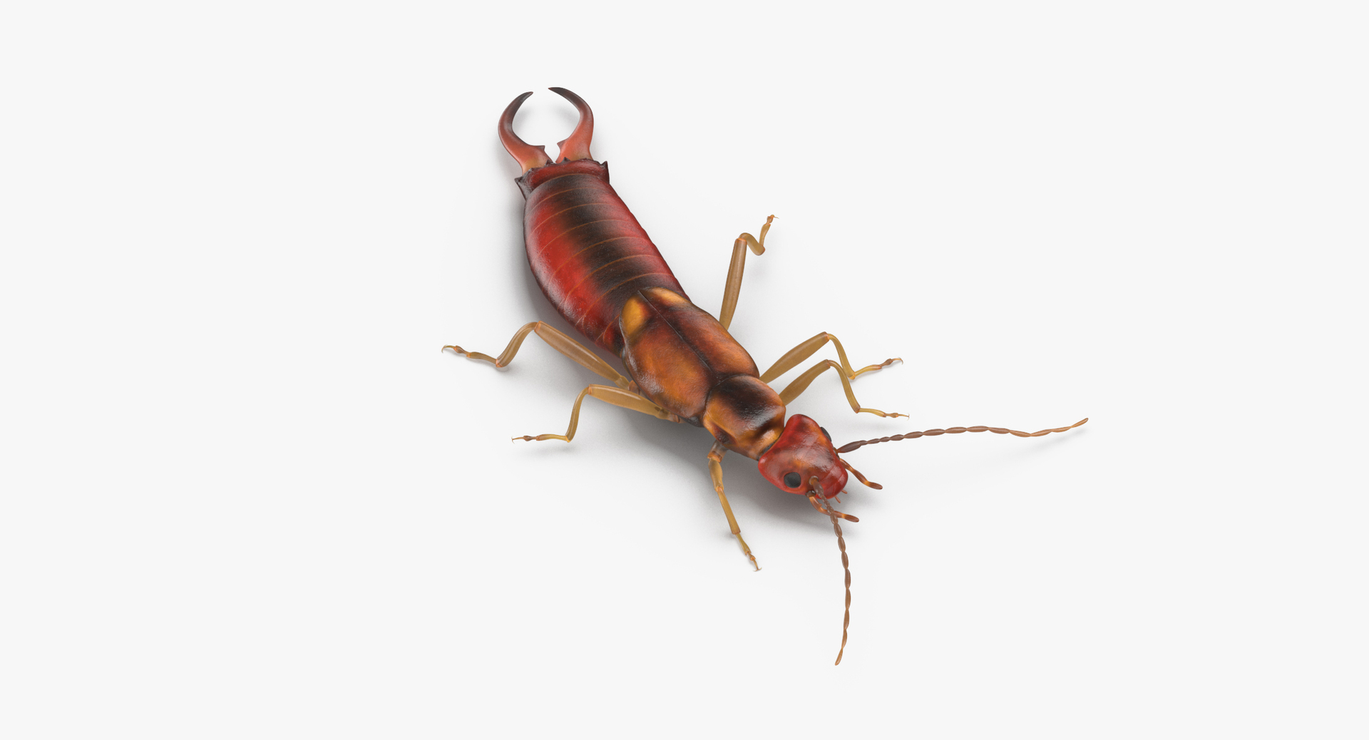 Earwig Standing Model - TurboSquid 1375546