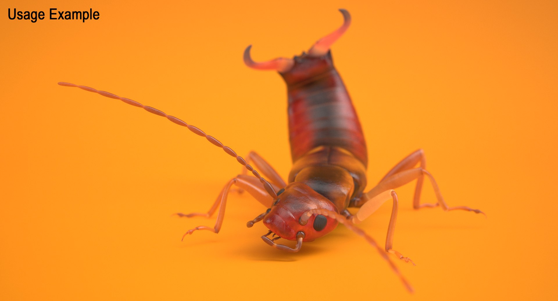 Earwig Standing Model - TurboSquid 1375546