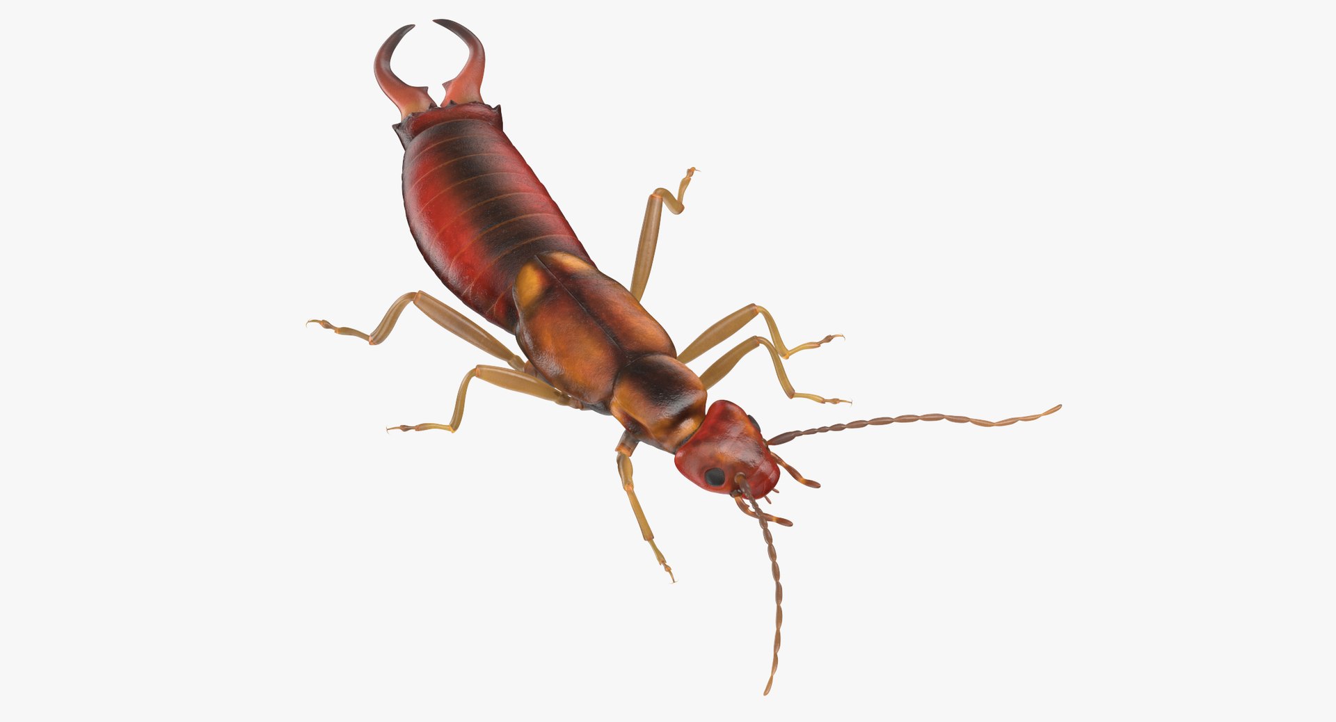 Earwig standing model - TurboSquid 1375546