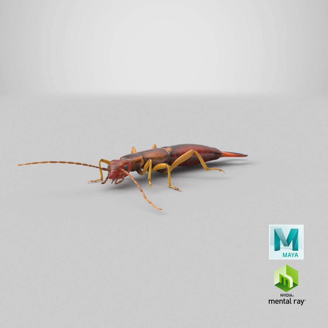Earwig standing model - TurboSquid 1375546